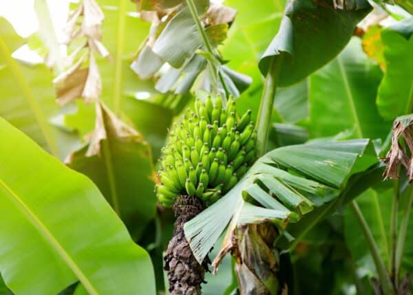 How do banana trees grow? 🍌 🌱 The journey from sprout to fruit cluster