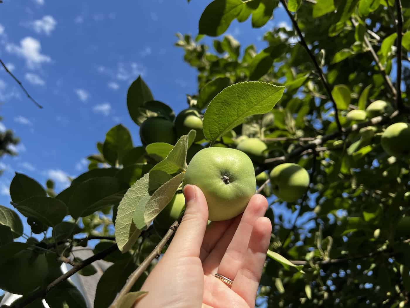 How tall do apple trees grow? 🍎 📏 Gauging their growth from sapling to ...