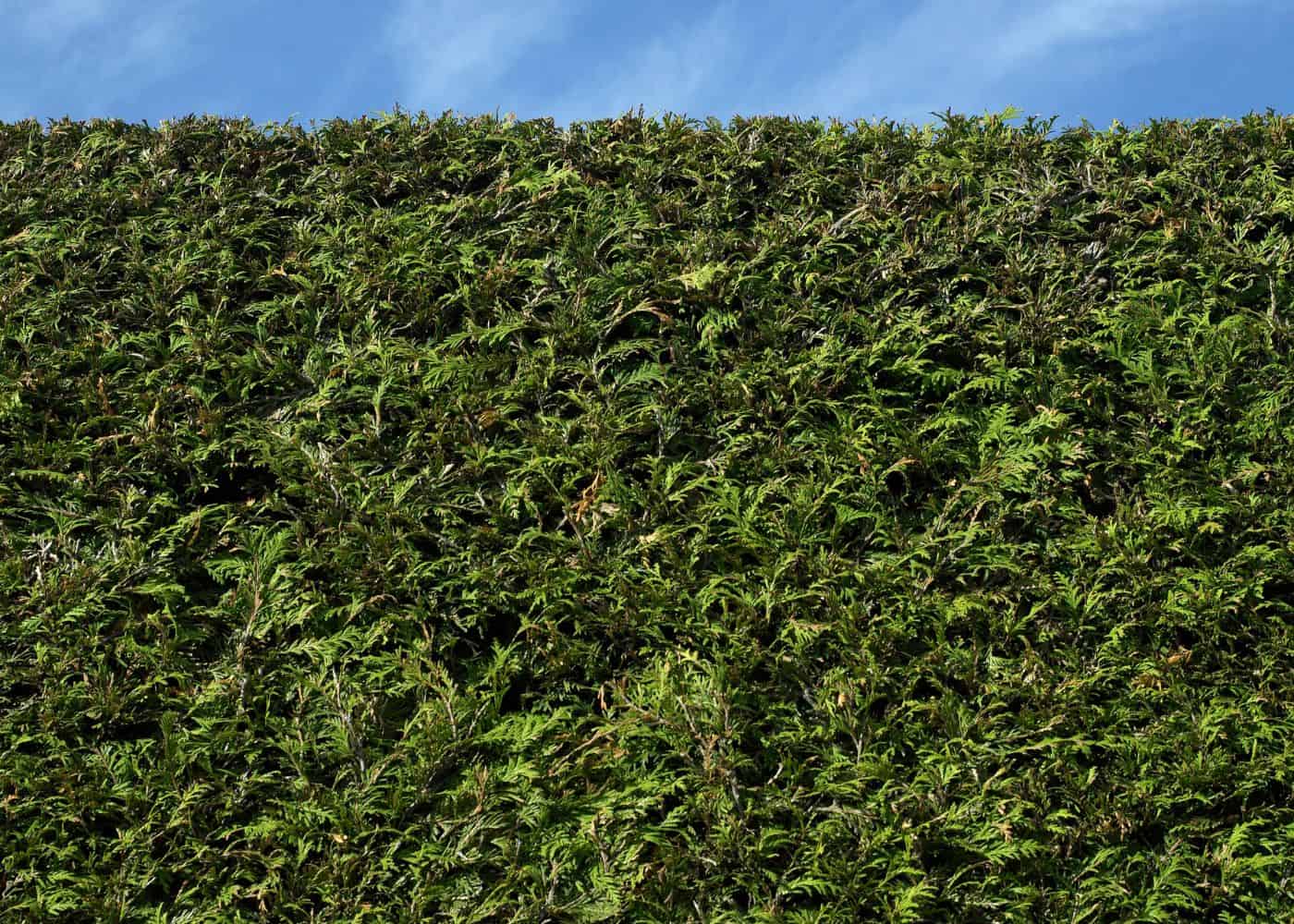 Emerald Green arborvitae spacing 🌲 📏 Planning your hedge for optimal growth