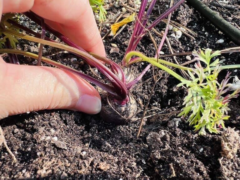 Black Nebula carrot 🥕🖤 The allure of a dark carrot variety