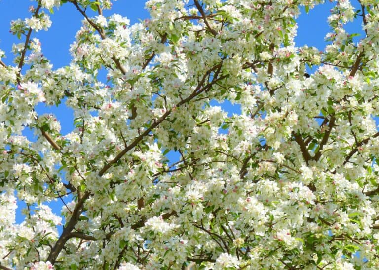 27 types of crabapple trees 🍎🌳 Exploring the diverse world of malus ...
