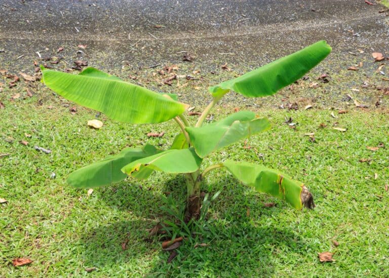 How fast does a banana tree grow? 🍌⏳ Tracking its journey from sprout ...