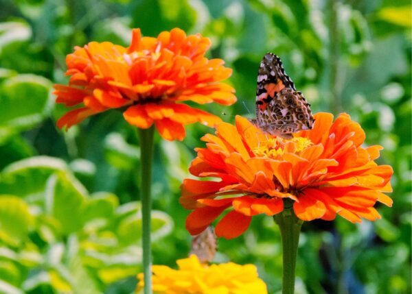 10 flowers to plant in May 🌱🌸 Usher in summer with a burst of color