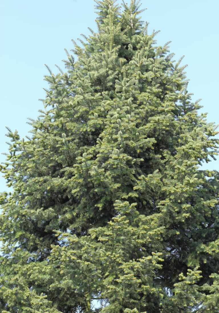 7 evergreen trees that grow in shade 🌳 🌲 Top choices for dimly lit ...
