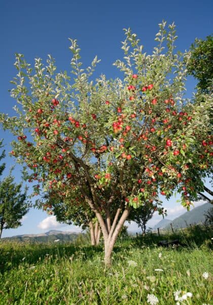 Apple tree spacing guide 🍎 🌳 Ensure healthy growth and fruitful yields