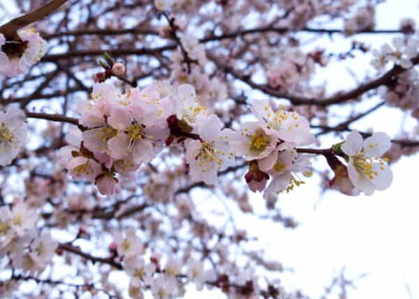 When do apricot trees bloom? 🌸 🍑 Your guide to apricot blossoms' timeline