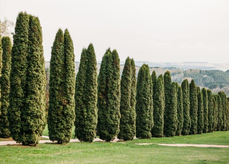 7 fast growing evergreen trees for privacy 🌲🛡 Natural walls in no time