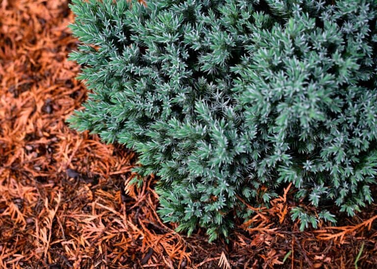 30+ best evergreen shrubs for front of house 🏠🌲 Uplifting your home's ...