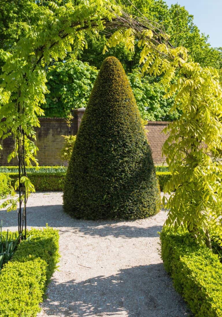 7 evergreen trees that grow in shade 🌳 🌲 Top choices for dimly lit ...