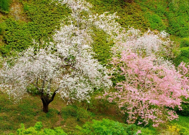 15+ best trees for backyard 🌳🍃 Choices for shade, privacy, and beauty