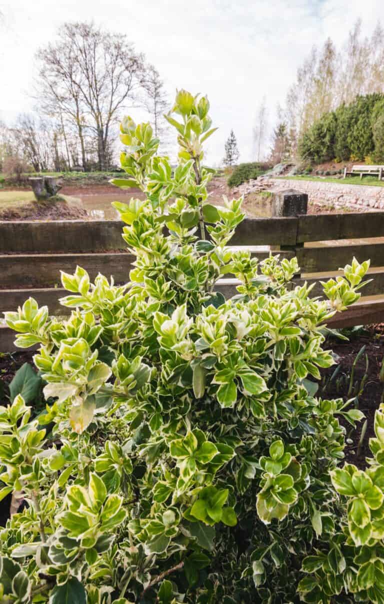 14 small evergreen flowering shrubs ???? ???? Year-round garden gems