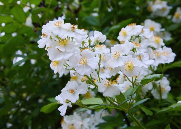 17+ white flowering evergreen shrubs 🌿 🤍 Elegance meets endurance