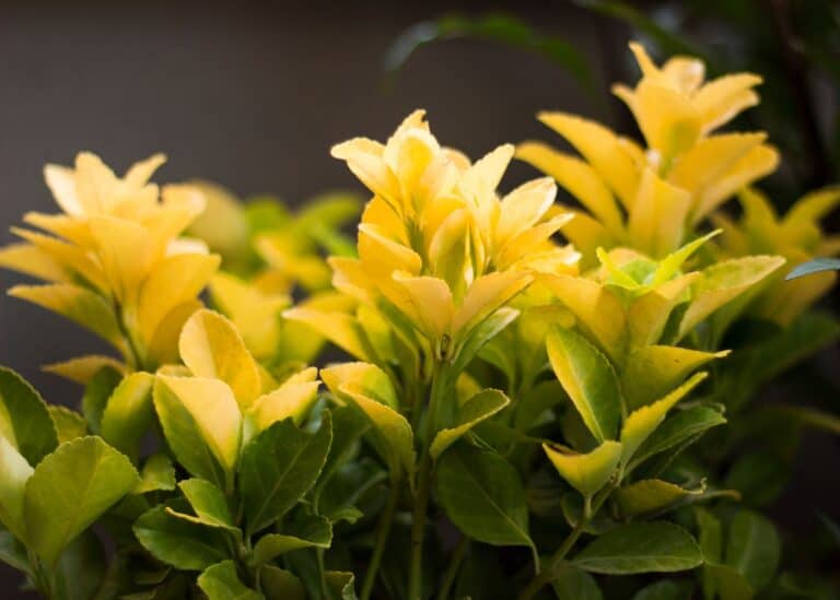 17+ white flowering evergreen shrubs 🌿 🤍 Elegance meets endurance