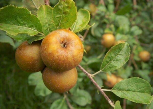 15 best apples for juicing 🍎 🍹 Which varieties should you choose?