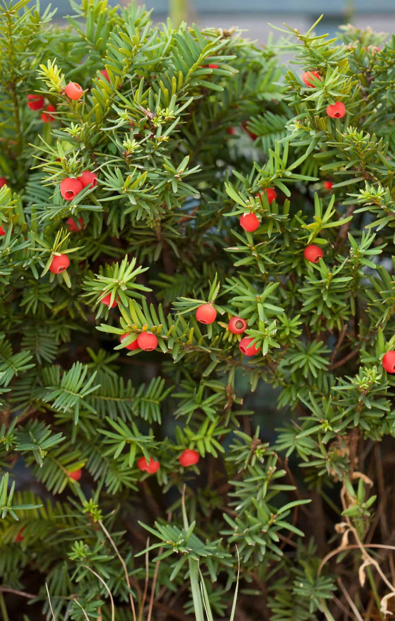 25 tall evergreen shrubs 🌲🍃 Towering greenery for year-round beauty