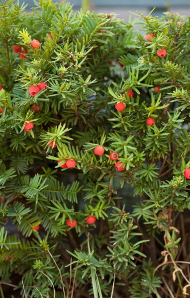 25 tall evergreen shrubs 🌲🍃 Towering greenery for year-round beauty