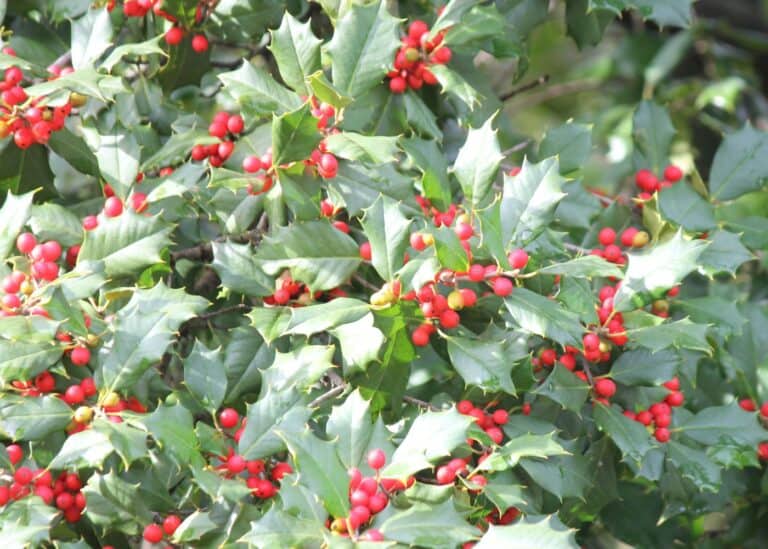 19 evergreens for wet soil 🌲💧 Trees that thrive in damp conditions