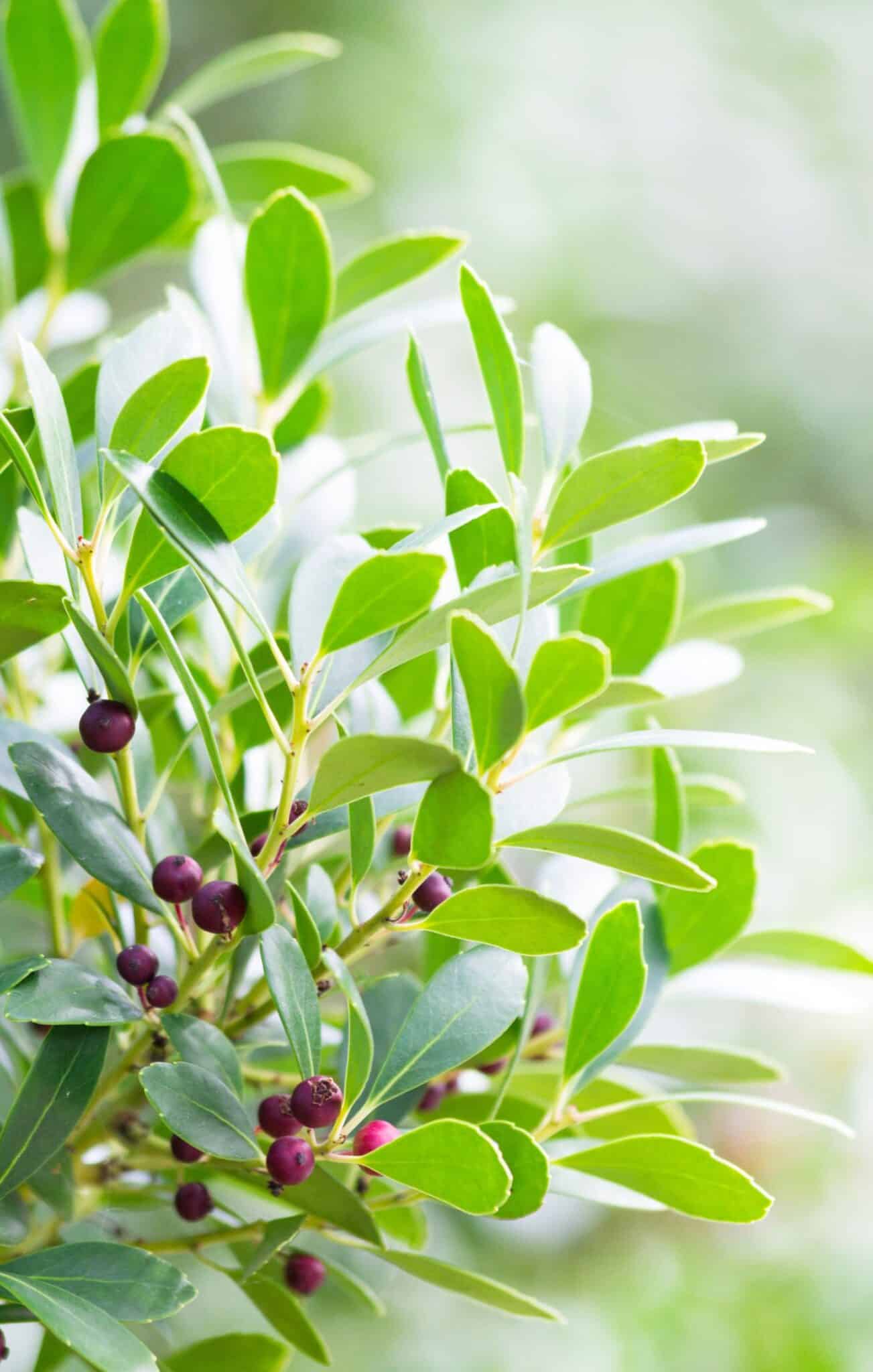 19 evergreens for wet soil 🌲💧 Trees that thrive in damp conditions