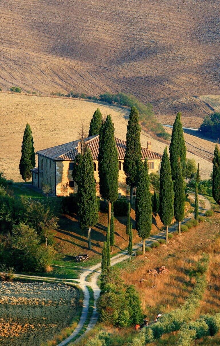 7 fast growing evergreen trees for privacy 🌲🛡 Natural walls in no time