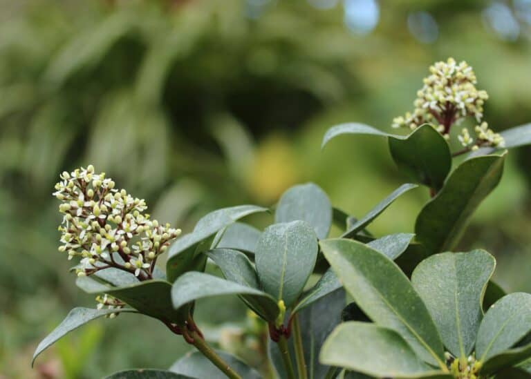 14 small evergreen flowering shrubs ???? ???? Year-round garden gems