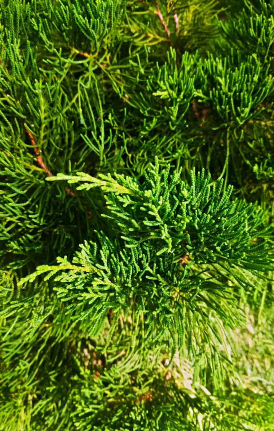 25 tall evergreen shrubs 🌲🍃 Towering greenery for year-round beauty
