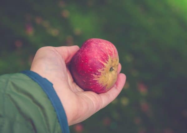 15+ best apples for cider 🍎 🥂 Discover the top varieties for a ...