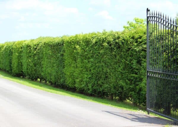 25 tall evergreen shrubs 🌲🍃 Towering greenery for year-round beauty