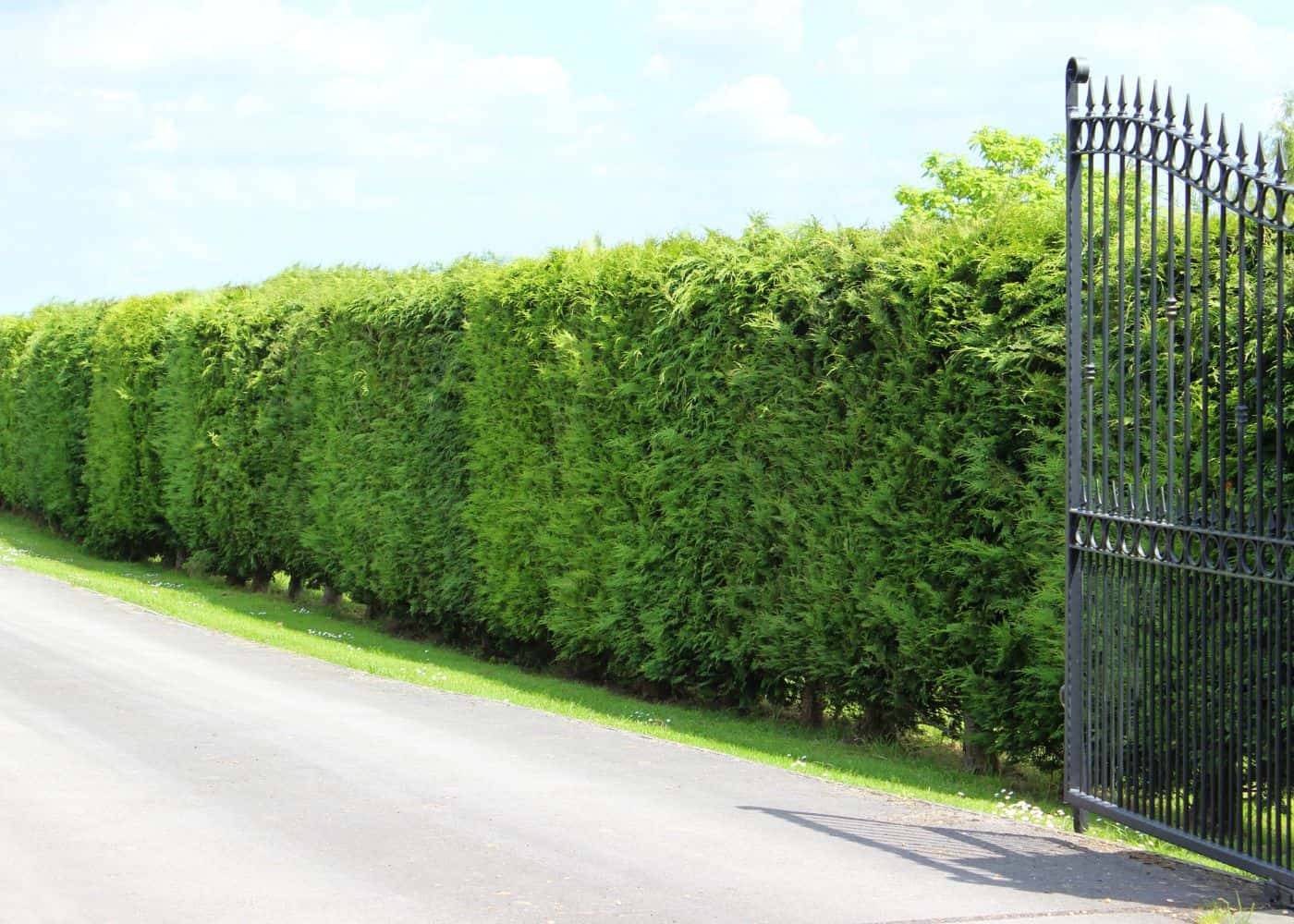 25 tall evergreen shrubs 🌲🍃 Towering greenery for year-round beauty