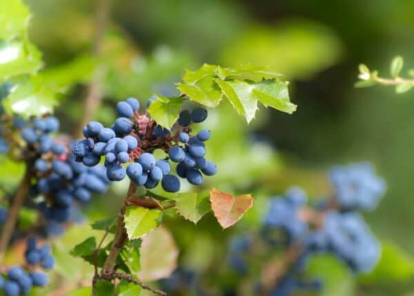 14 small evergreen flowering shrubs ???? ???? Year-round garden gems