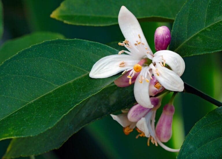 How to prune a Meyer lemon tree 🍋 ️ A step-by-step guide