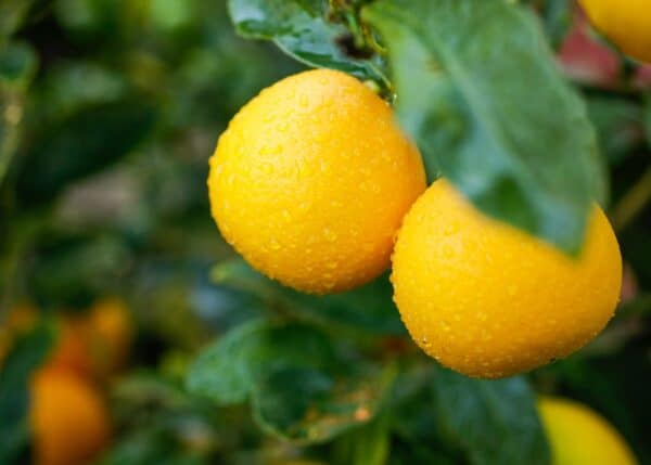 How to prune a Meyer lemon tree 🍋 ️ A step-by-step guide