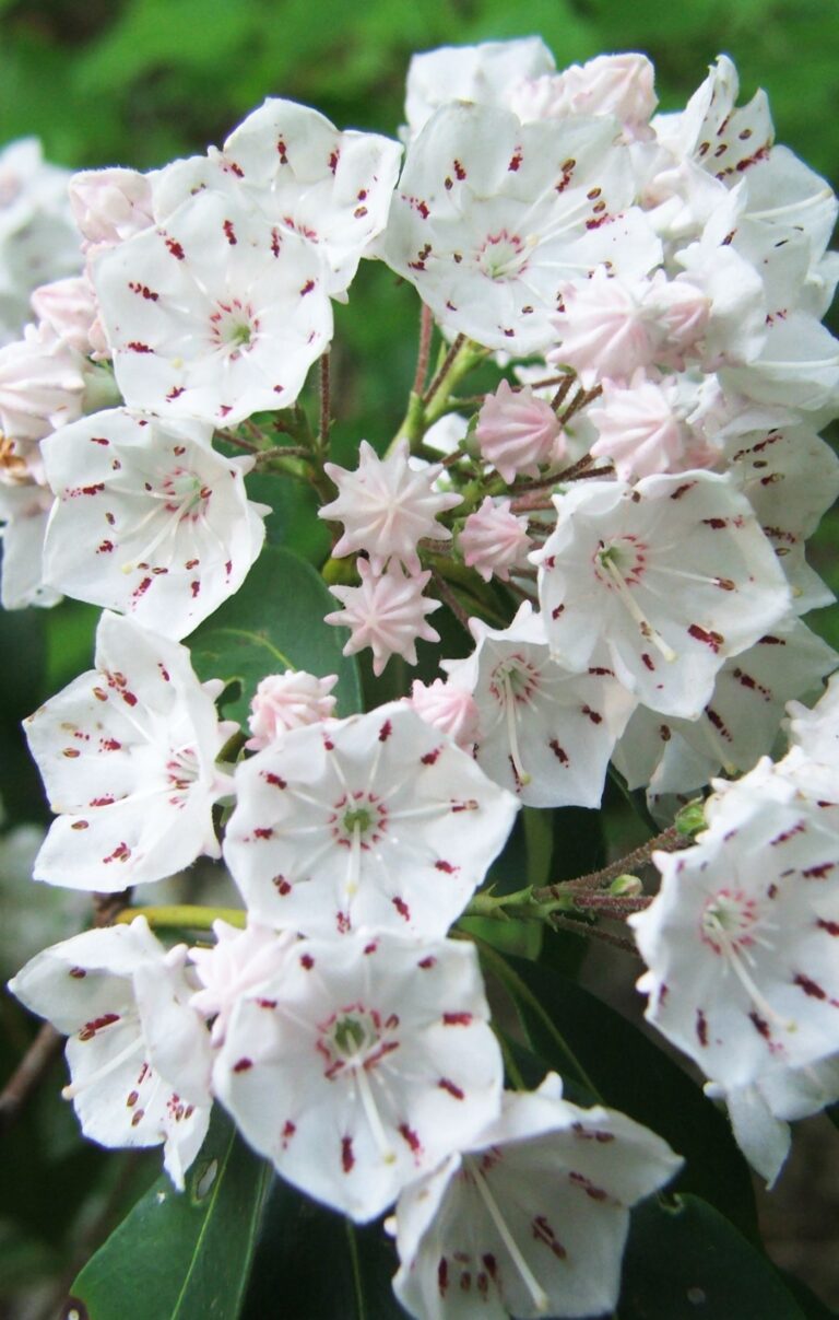 17+ white flowering evergreen shrubs 🌿 🤍 Elegance meets endurance