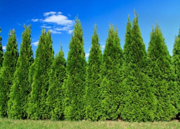 7 fast growing evergreen trees for privacy 🌲🛡 Natural walls in no time