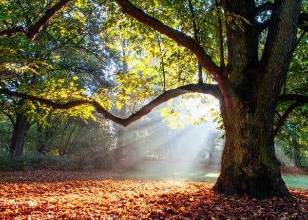 15+ best trees for backyard 🌳🍃 Choices for shade, privacy, and beauty