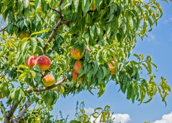 15+ best trees for backyard 🌳🍃 Choices for shade, privacy, and beauty