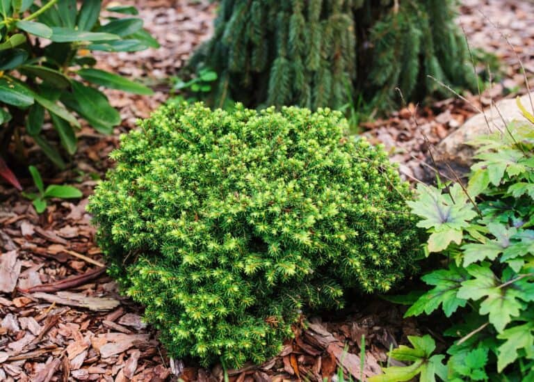 31+ low maintenance evergreen shrubs 🌲🍃 An effortless green guide for ...