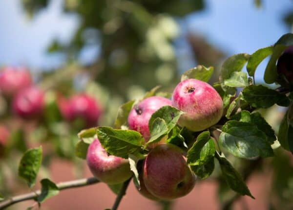 15+ best apples for cider 🍎 🥂 Discover the top varieties for a ...