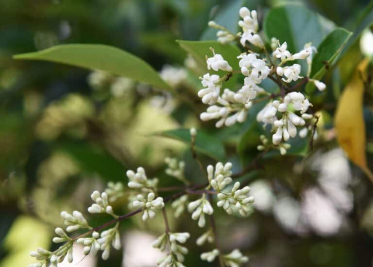17+ white flowering evergreen shrubs 🌿 🤍 Elegance meets endurance