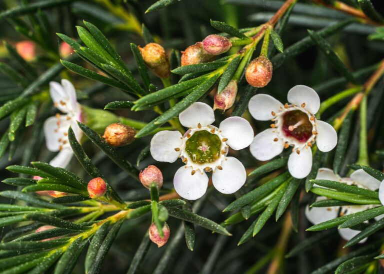17+ white flowering evergreen shrubs 🌿 🤍 Elegance meets endurance