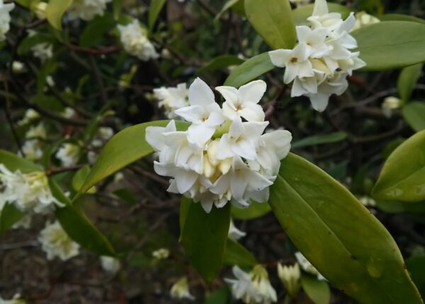 17+ white flowering evergreen shrubs 🌿 🤍 Elegance meets endurance