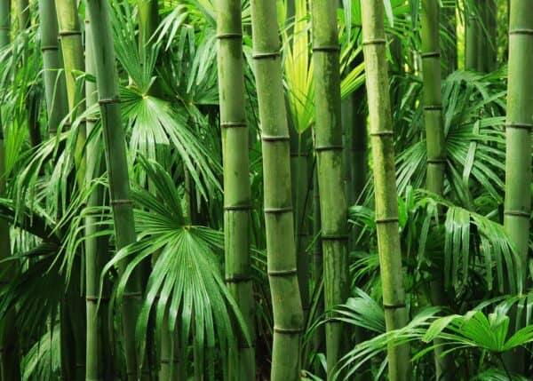 5 fast growing evergreen trees for shade 🌳 🌲 Quick solutions for shaded ...