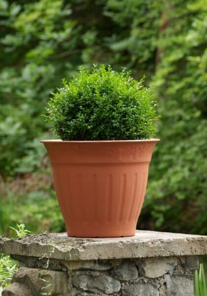 10 dwarf evergreen shrubs for full sun 🌞 🌿 Compact picks for vibrant ...