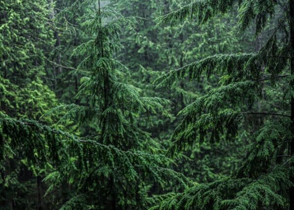 7 evergreen trees that grow in shade 🌳 🌲 Top choices for dimly lit ...