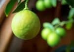 How to prune a Meyer lemon tree 🍋 ️ A step-by-step guide