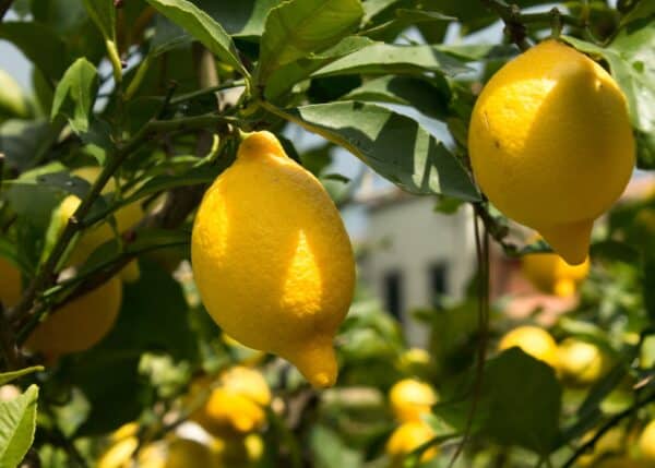How to grow a lemon tree 🍋 🌳 Steps to a thriving citrus plant