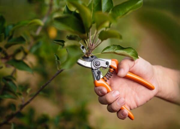 How to prune a lemon tree 🍋 ️ Key techniques for a healthy harvest