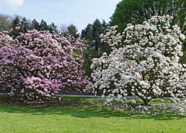 15+ best trees for backyard 🌳🍃 Choices for shade, privacy, and beauty