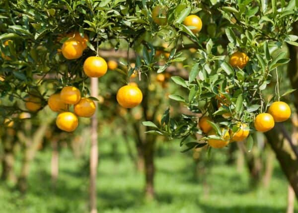 How to prune an orange tree 🍊 Steps for a fruitful yield