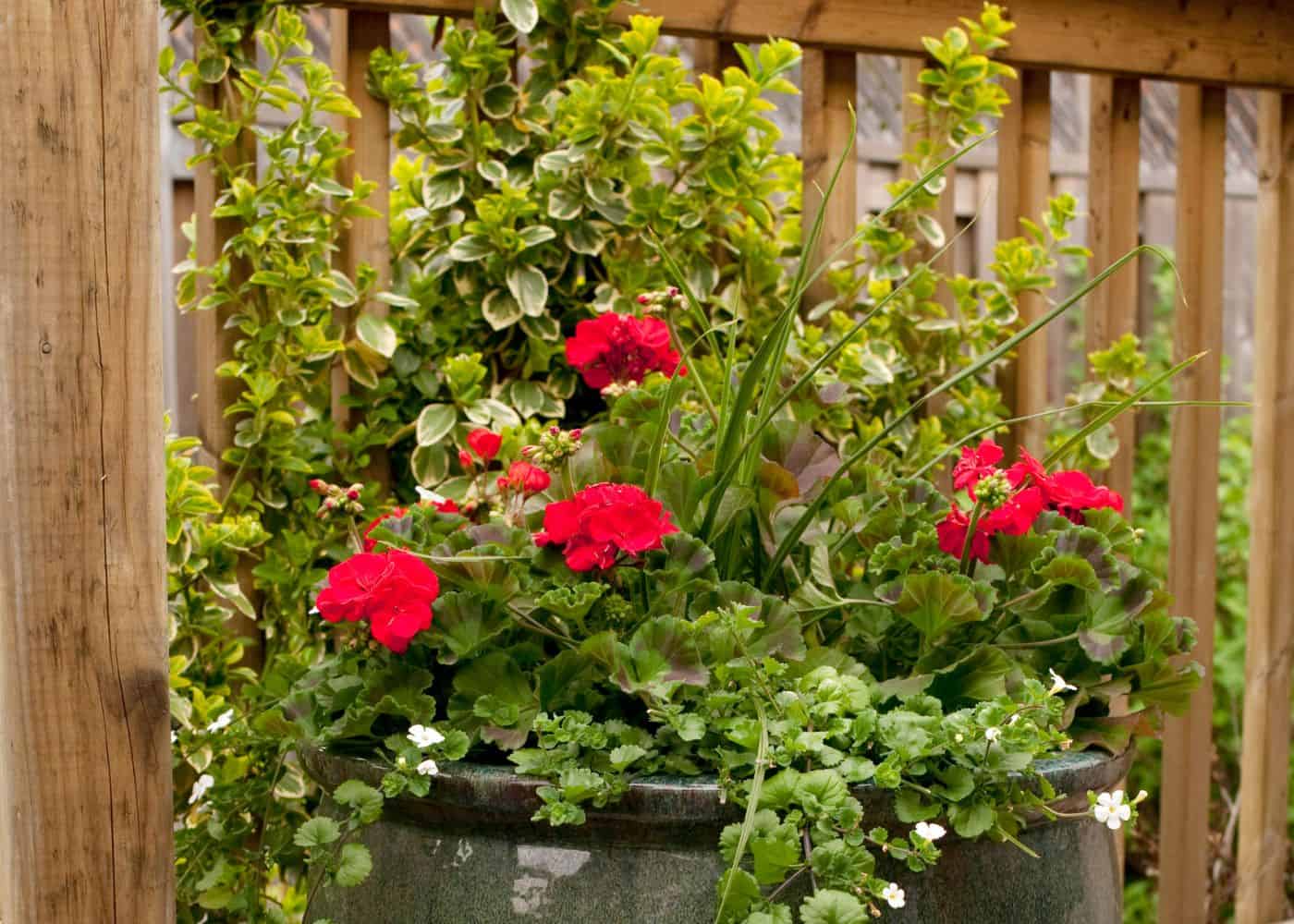 Plant combination ideas for container gardens 🌺 🌿 Boost your patio appeal!