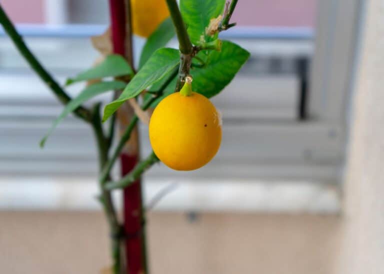 Overwatered lemon tree 🍋💧 Signs and solutions